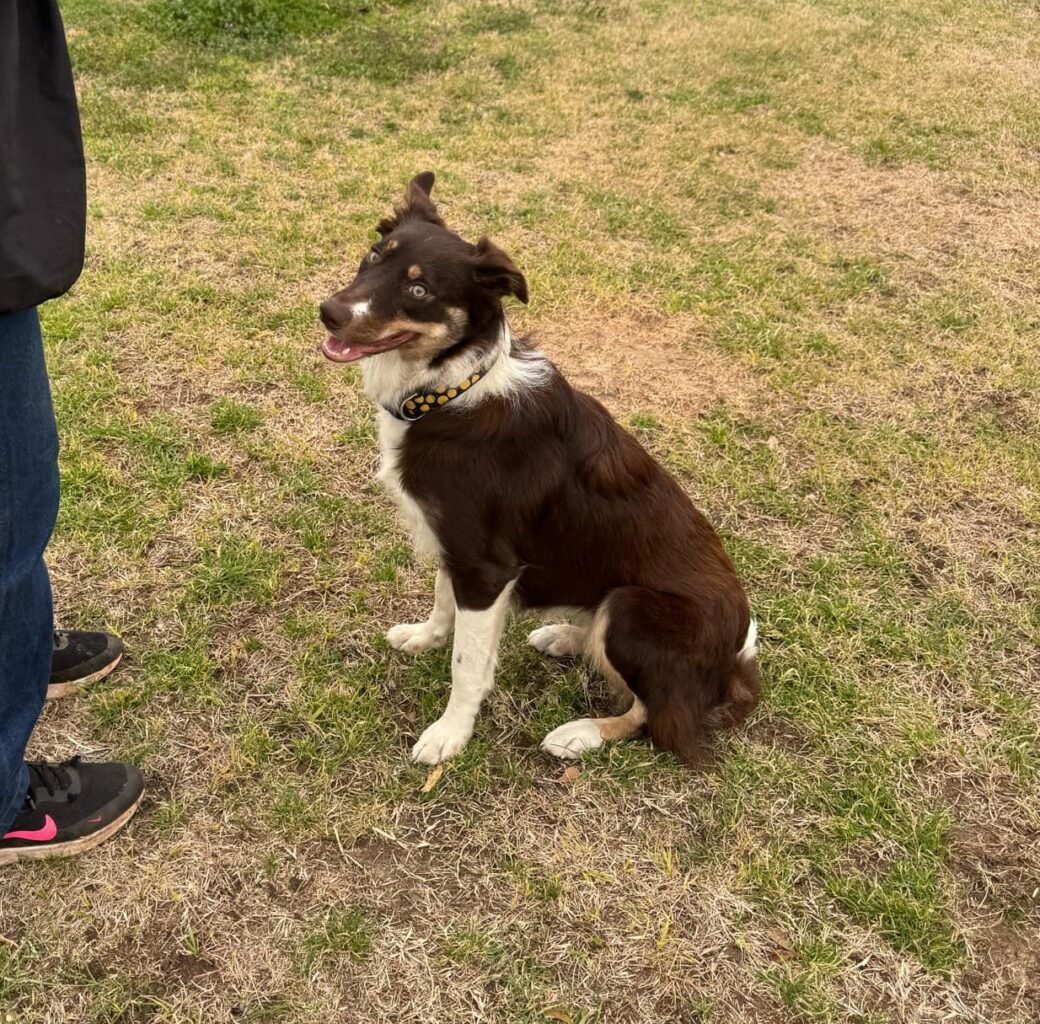 Brandie – Border Collie Save & Rescue