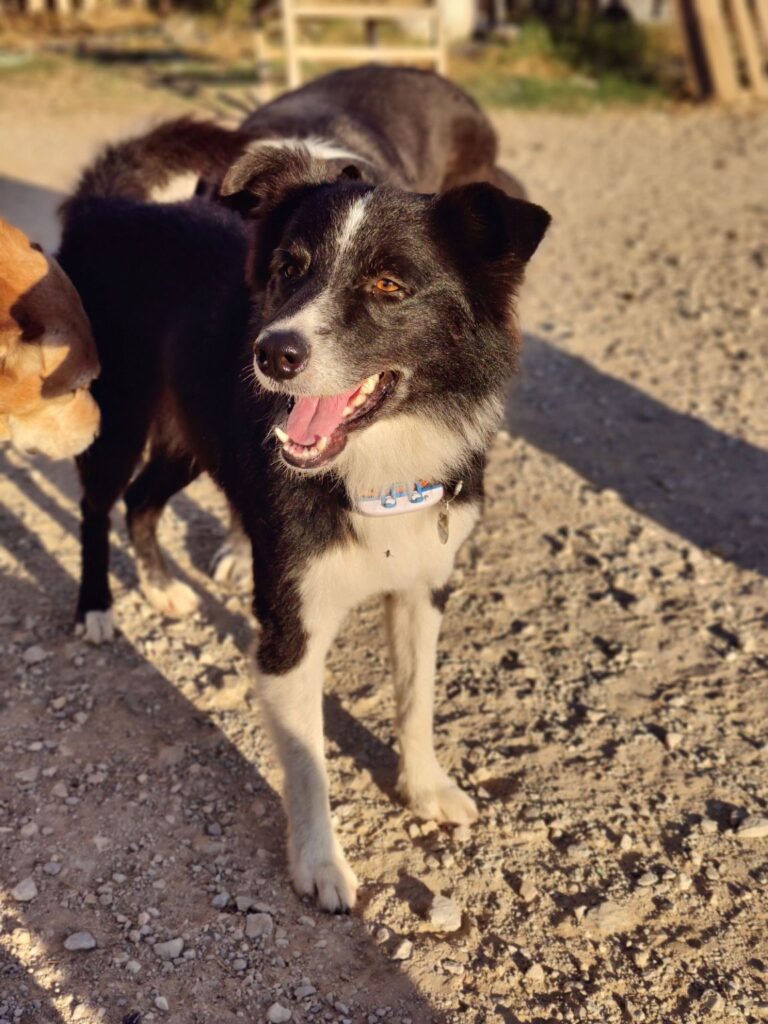 Lego – Border Collie Save & Rescue