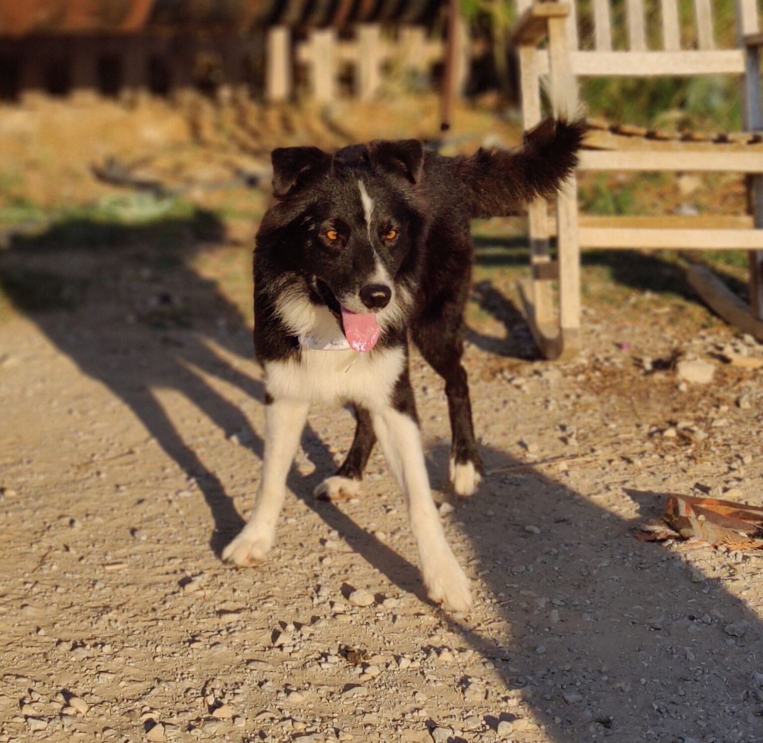 Lego – Border Collie Save & Rescue