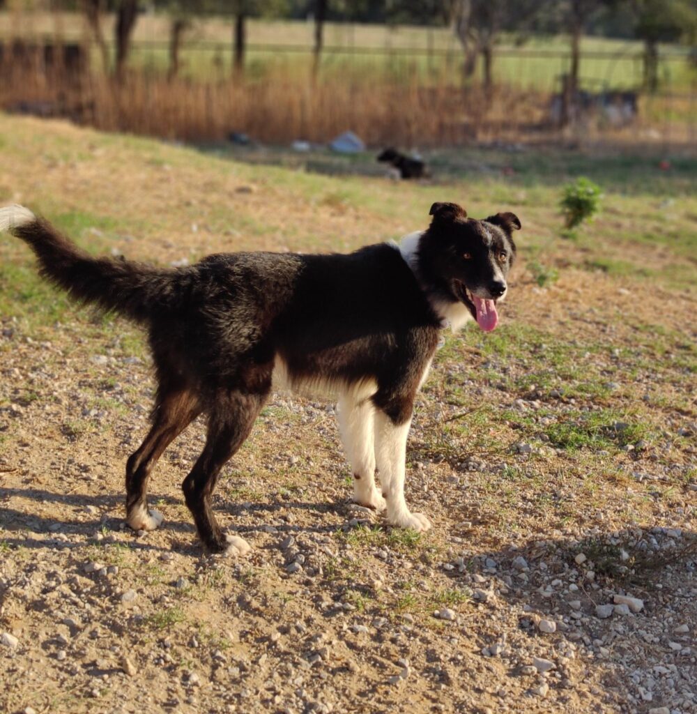 Lego – Border Collie Save & Rescue