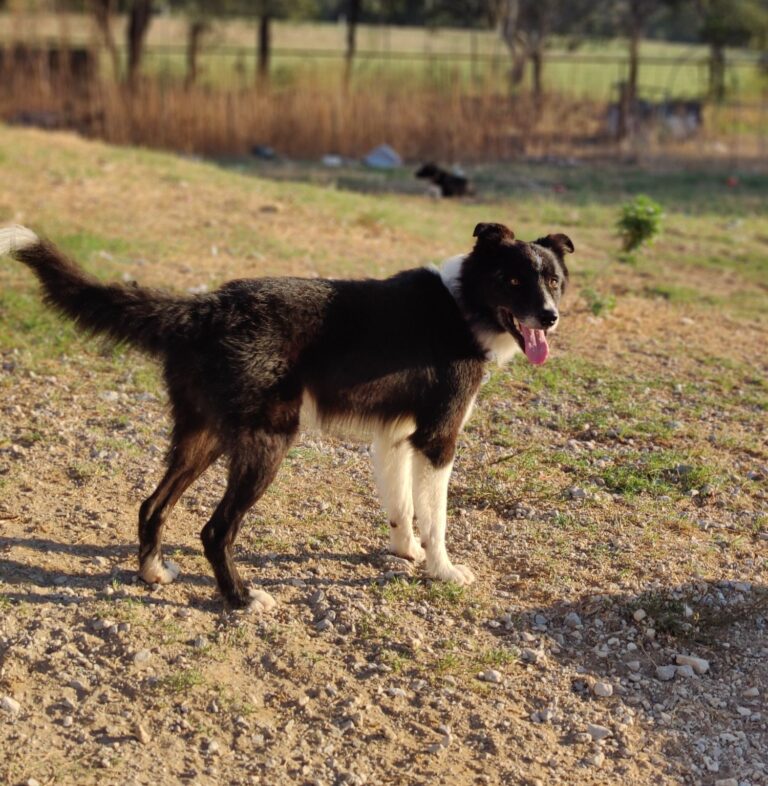 Lego – Border Collie Save & Rescue