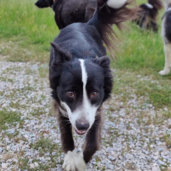 OUR DOGS – Border Collie Save & Rescue