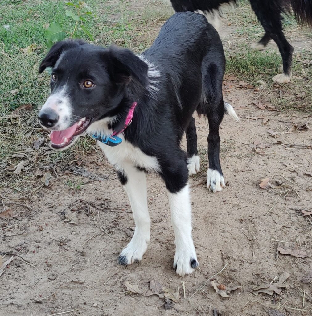 Sistene – Border Collie Save & Rescue