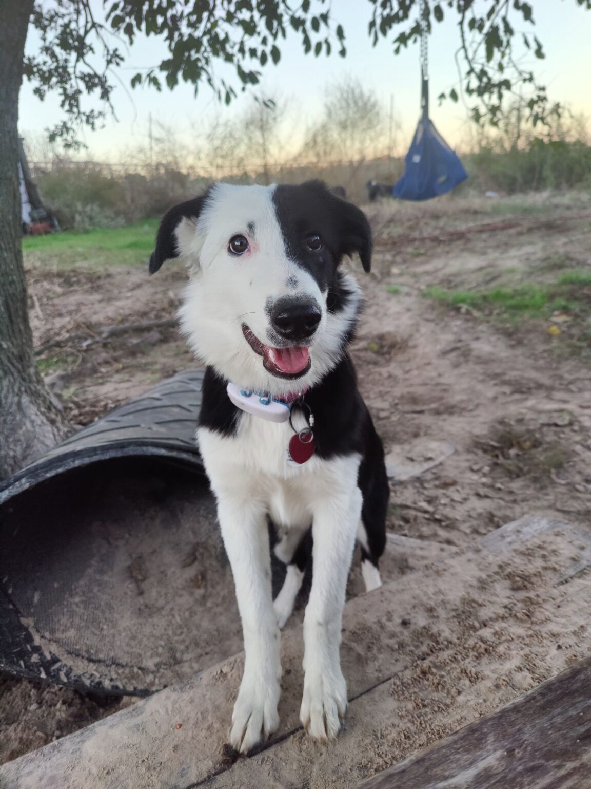 Viix – Border Collie Save & Rescue