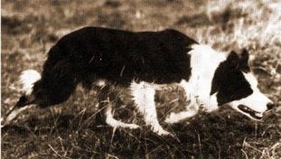 FAQS – Border Collie Save & Rescue